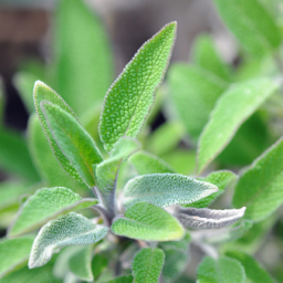 Types of Salvia and How They're Used – Salvia Drug Rehab